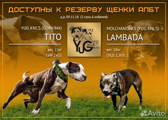 Питбули для дрессировки и спорта. 2мес