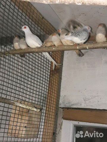 Амадины, горлинки