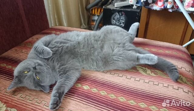 Кошка Scottish Straight, Голубой окрас, 6 лет