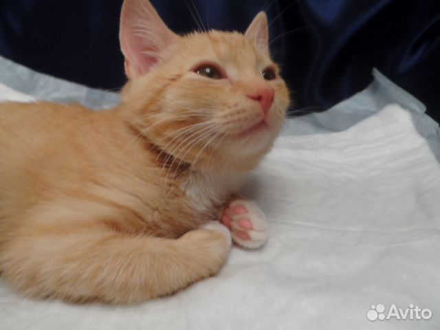 Котенок с улицы в добрые руки