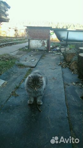 Замерзают два котика подростка