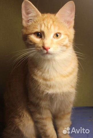 Рыжий красавец котенок