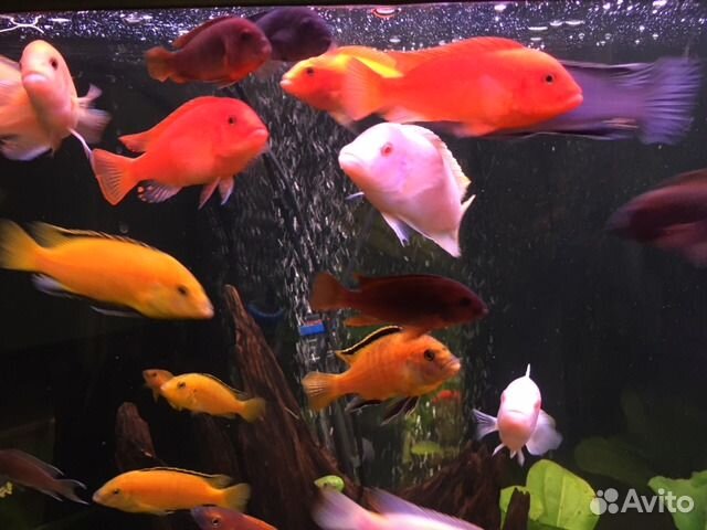 Стая малавийских цихлид