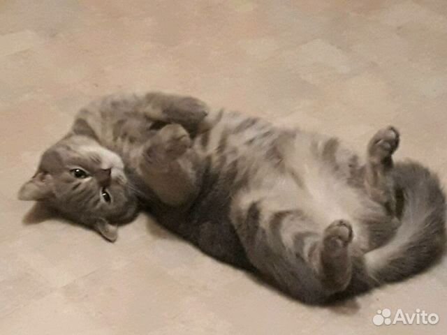 Отдам кошечку в добрые руки