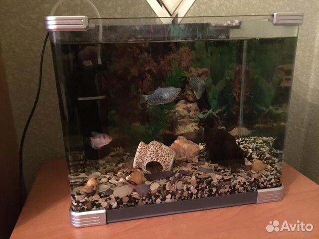 Отдам сомиков