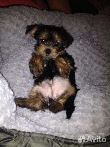 Иоркширский терьер