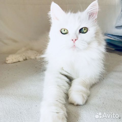 Кошка породы Тиффани от чемпионов в дар