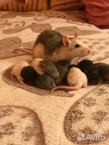 Крыса, крысята ушки дамбо, разноцветные, черные гл