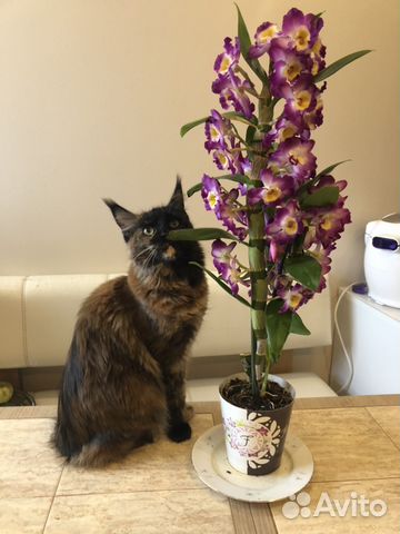 Кошечка мейн кун. Полный пакет документов