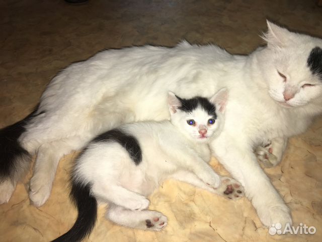 Котик, здоровый, активный, игривый, ласковый
