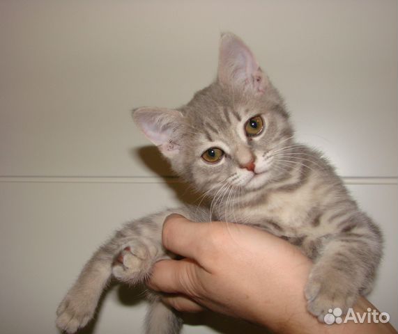 Ласковая кошечка от мамы британки