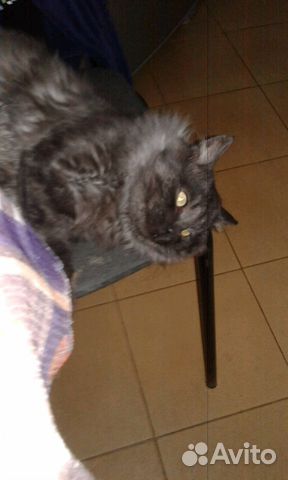 Кот, практически пес