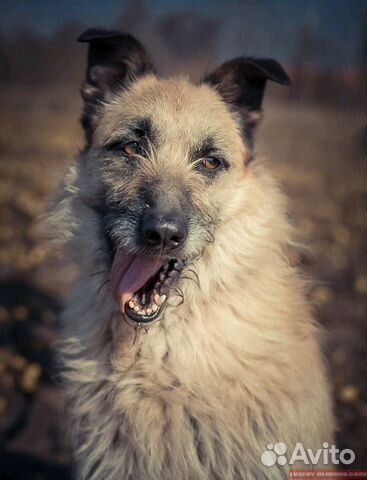 Собака в добрые руки, Кузя