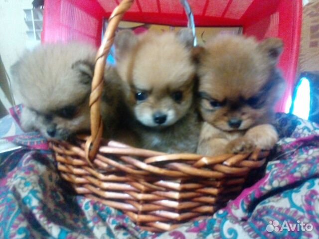 Мишки в лукошке померанчики мини