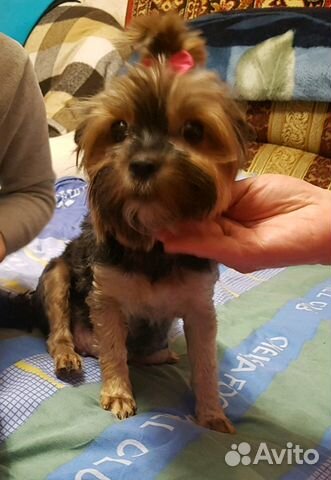 Йоркширский терьер