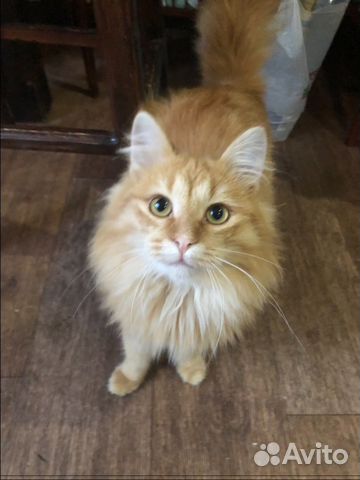 Рыженький котик в добрые руки