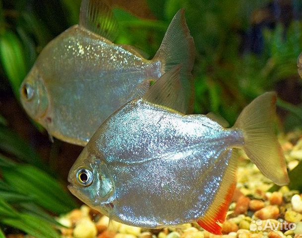 Метиннис (рыбки)