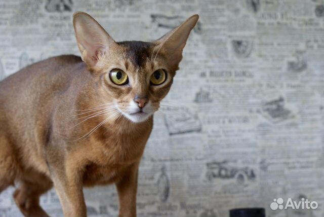 Взрослая абиссинская кошка в добрые руки