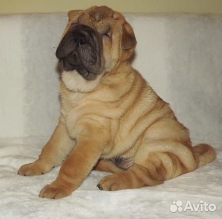 Девочки и мальчики шарпейчики