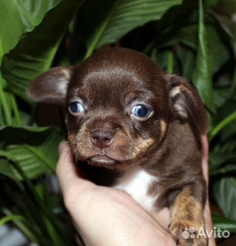 Шоколадный сюрприз