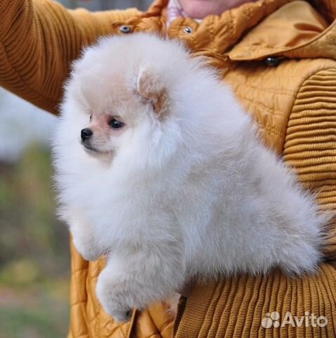 Шпицы великолепные щеночки