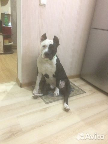 Самец в поиске )