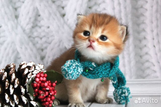 Милый британский мишутка