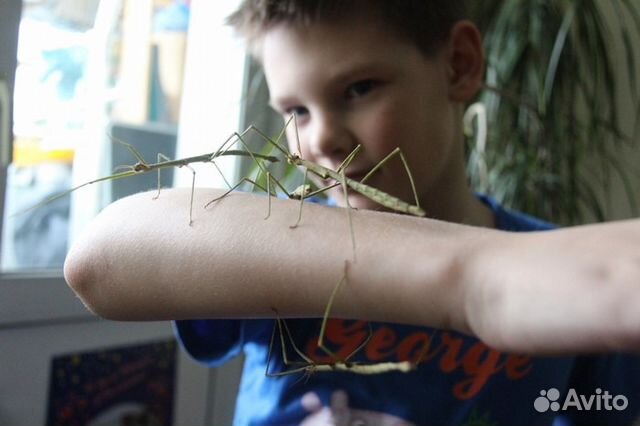 Жуки палочники