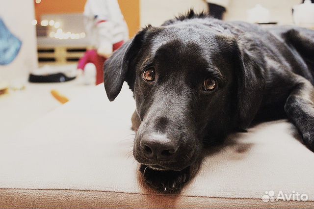 Черника ищет дом