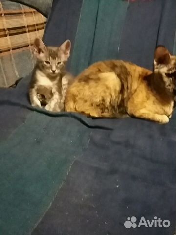 Котенок