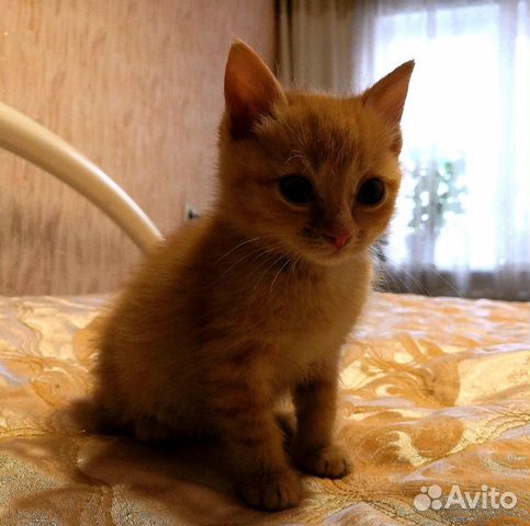 Апельсина кошечка два месяца, ищет дом