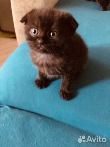 Самые красивые вислоушки