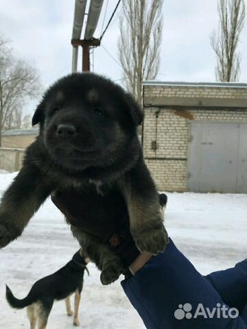 Полуовчарата щенки в добрые руки