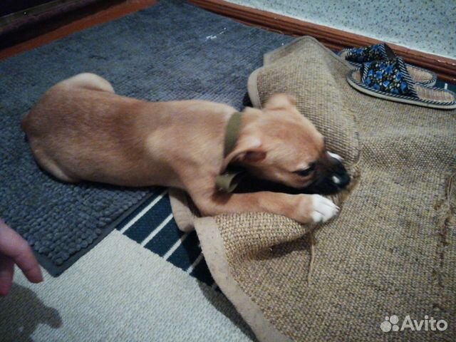 Стаффордширский терьер метис