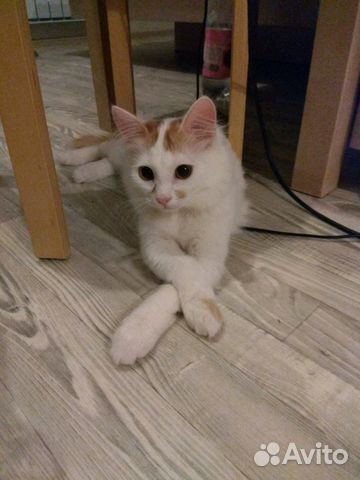 Харизматичный Беляшик :)