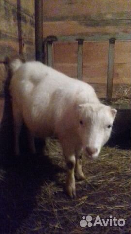 Козочка ламанча