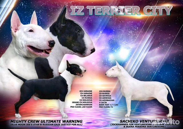 Детки стандартного бультерьера в питомнике