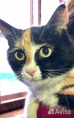 Кошечка в добрые руки