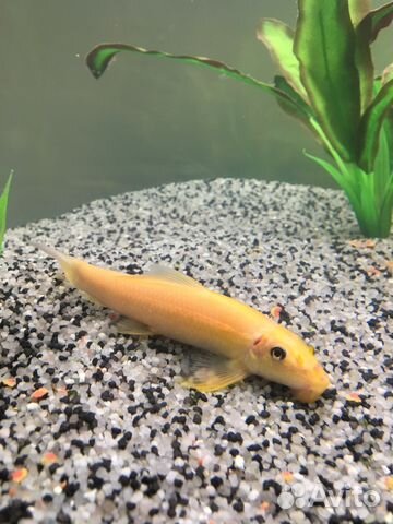 Рыба сомик обмен