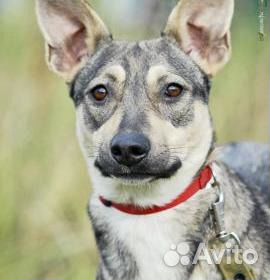 Мурашка-небольшая, активная собачка ищет хозяина