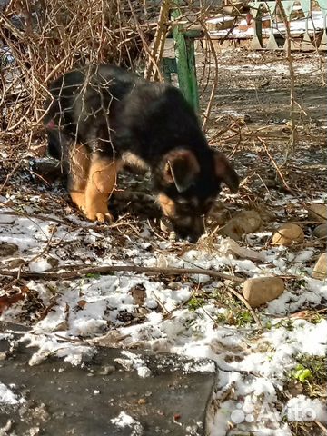 Продаётся щенок немецкой овчарки