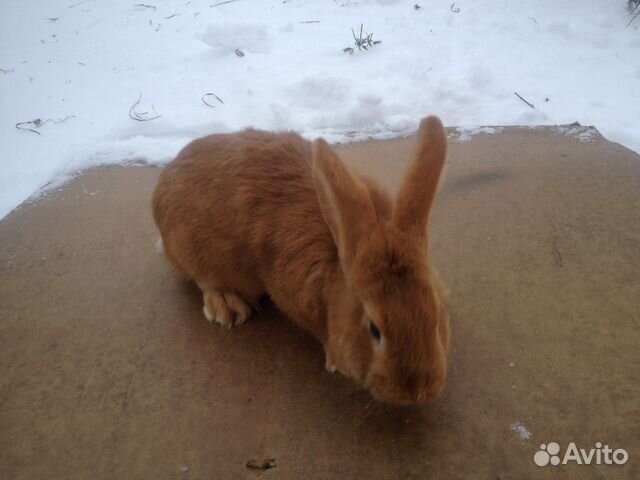Обменяю кролика нзк