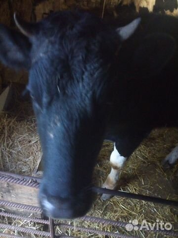 Продам тёлку 1 год