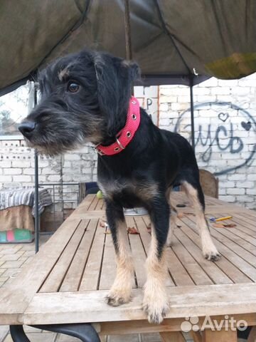 Щенок бородатик