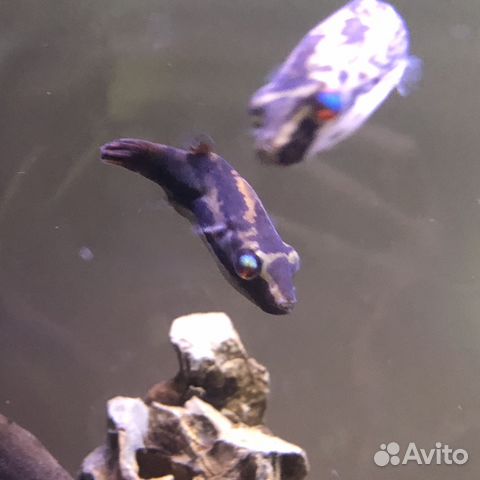 Тетрадон Краснохвостый, карликовый, самец