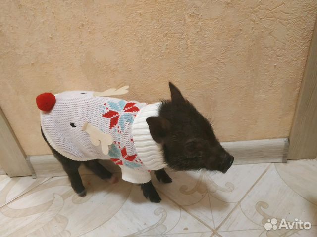 Продаётся Звездный Мини пиг