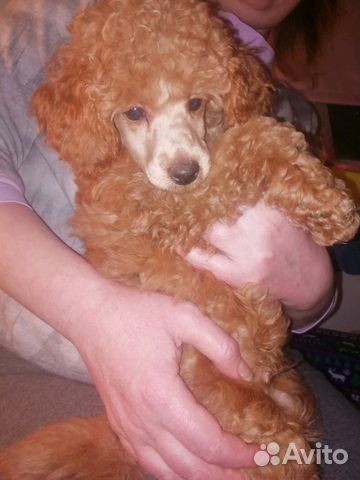 Продаётся щенок миниарный пудель