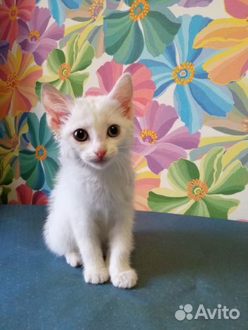 Као Мани 2,5 месяца