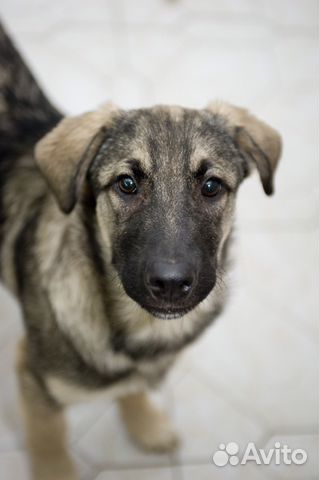 Щенок в дар