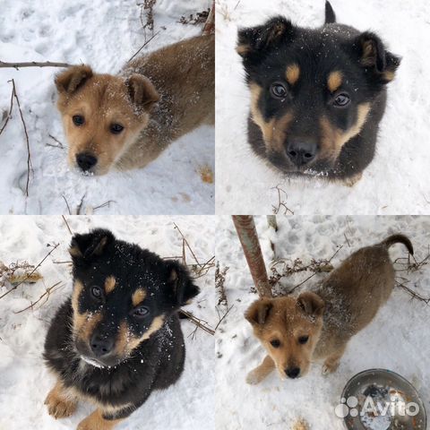 2 щеночка ищут хозяев(мальчик и одна рыженькая дев